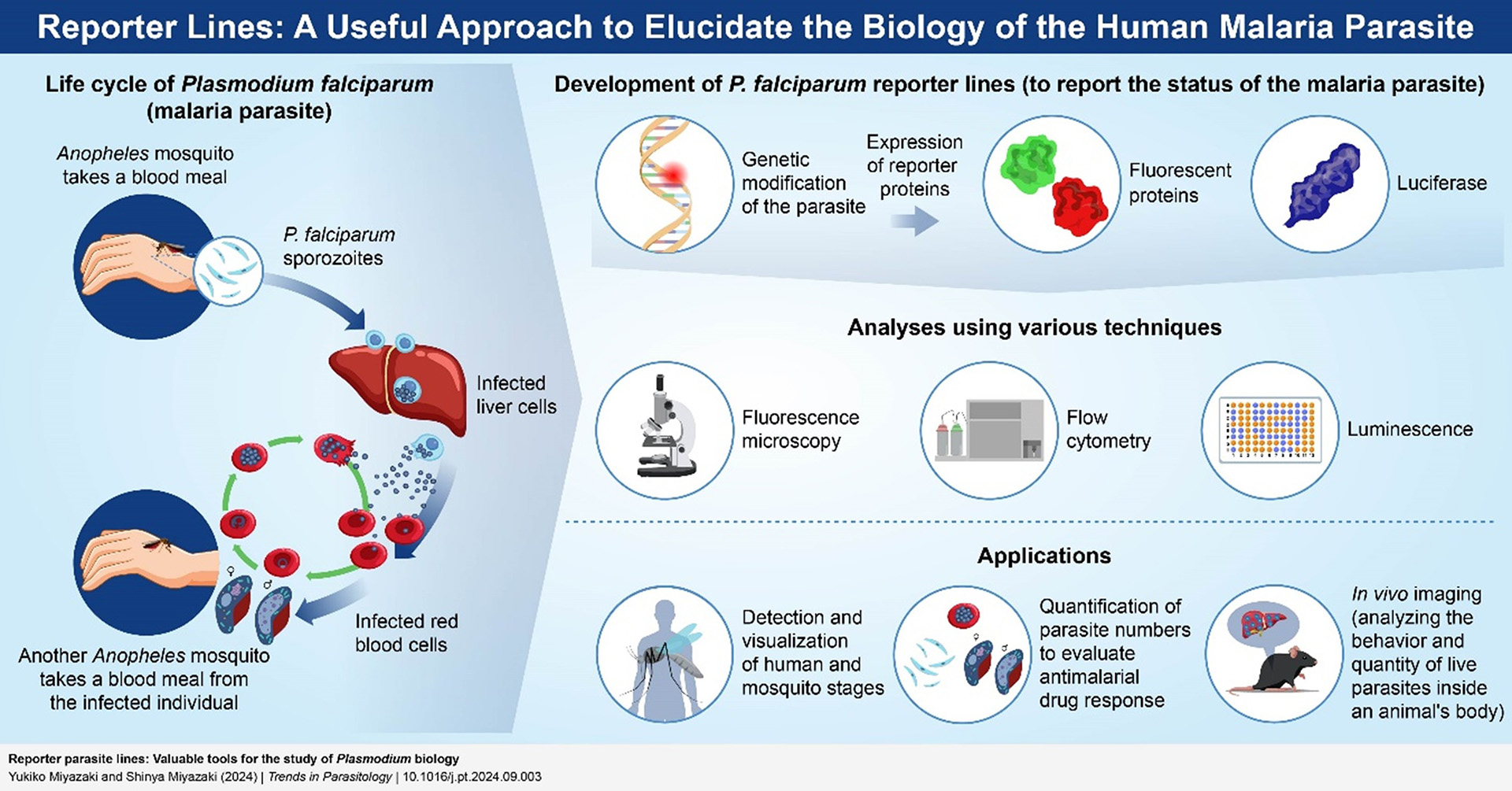 見えない敵を可視化せよ！マラリア研究を加速させるレポーター技術とは？ - Editage Blog